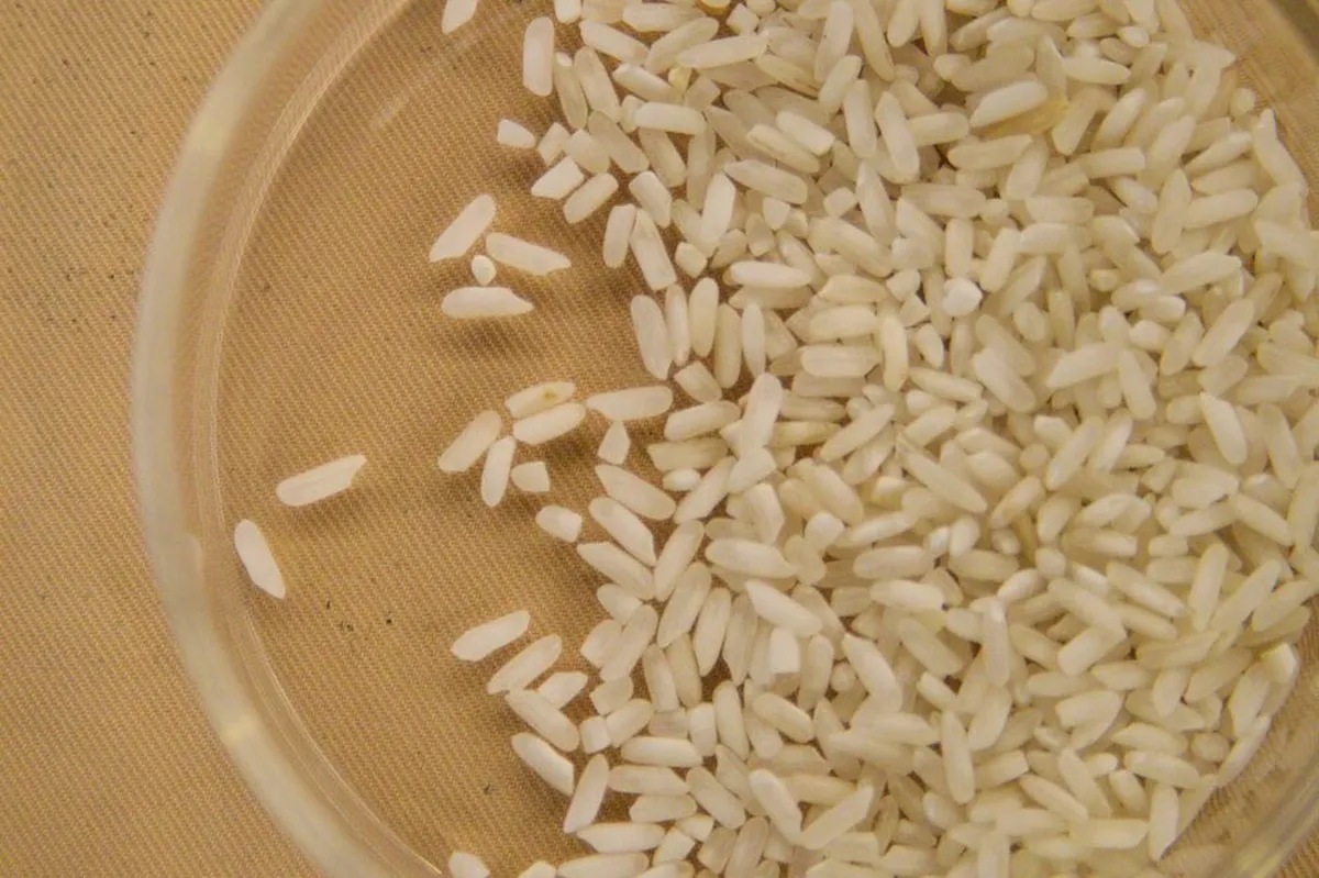 'No fake rice, just fake news', rice traders say | ABS-CBN News