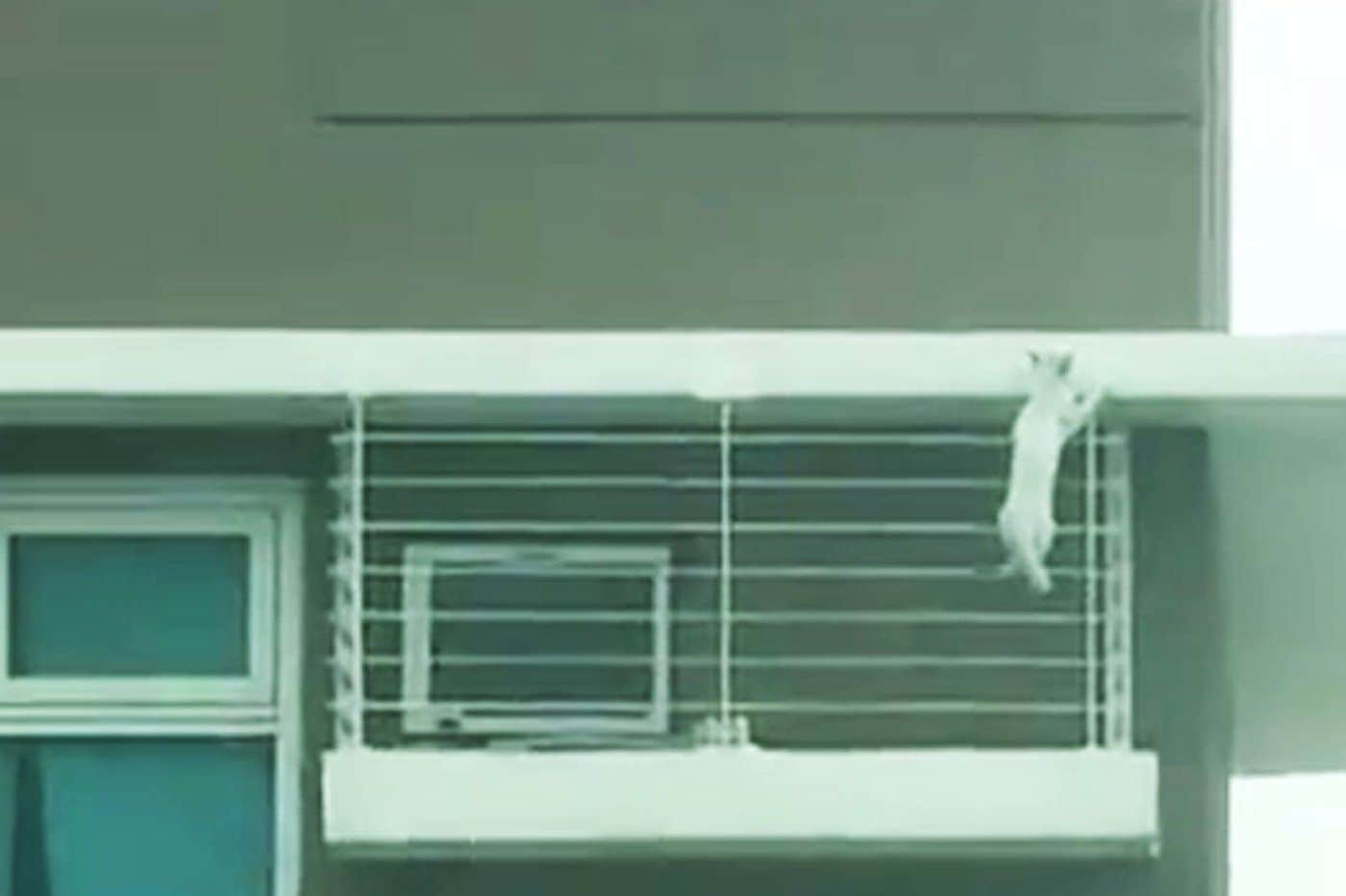 All life is precious: Firemen rescue cat from high-rise building | ABS-CBN