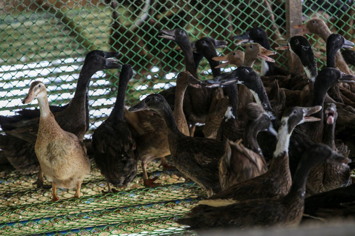 Agri department identifies migratory-bird hotspots in Central Visayas ...