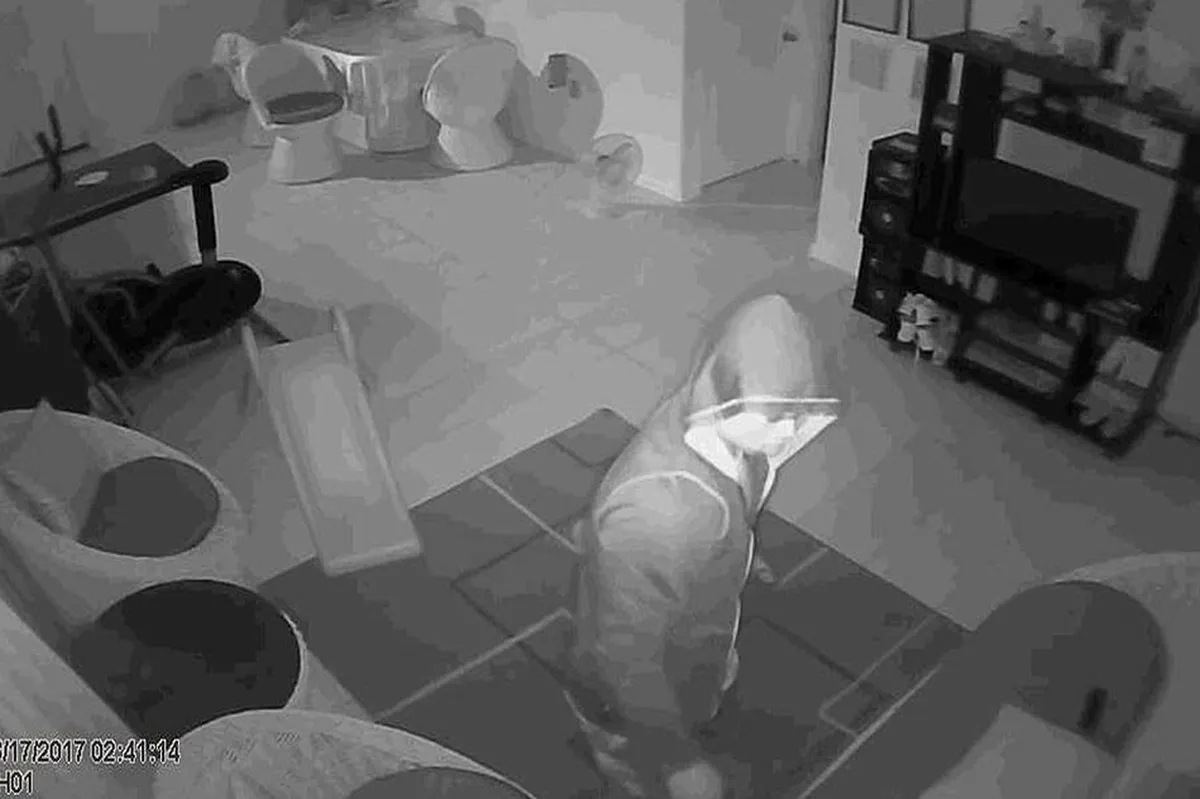 Panloloob sa isang bahay sa Puerto Princesa, sapul sa CCTV | ABS-CBN News Panloloob sa isang bahay sa Puerto Princesa, sapul sa CCTV | ABS-CBN News