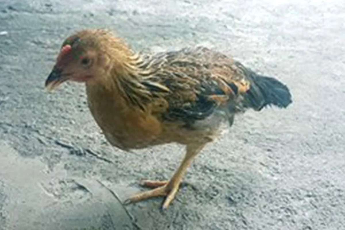 WATCH: One-legged chicken is Ilocos family’s lucky charm | ABS-CBN News