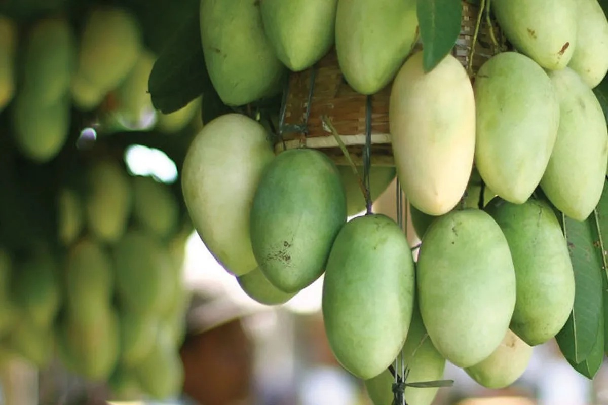 Chinese demand for PH dried mangoes 'insatiable,' says envoy | ABS-CBN News