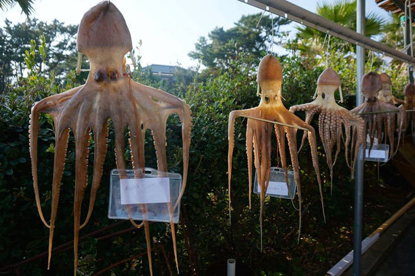 This island in Japan is famous for octopus, fugu | ABS-CBN Lifestyle