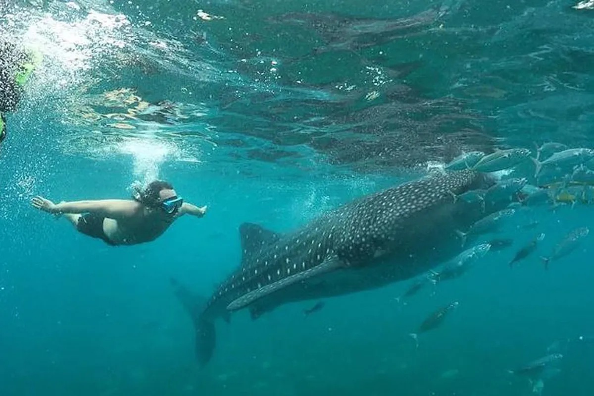LOOK: Baron Geisler swims with whale shark in Oslob | ABS-CBN Entertainment