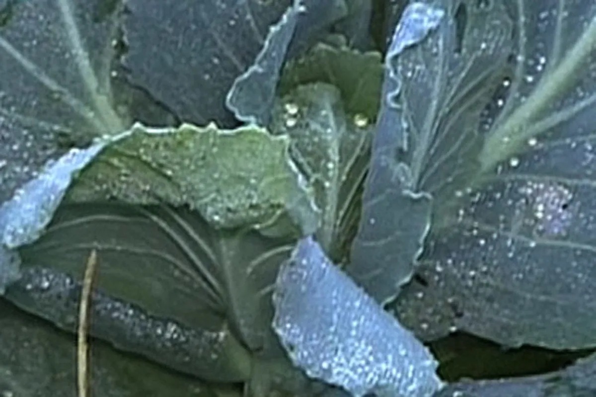Frost damages Benguet vegetables | ABS-CBN News