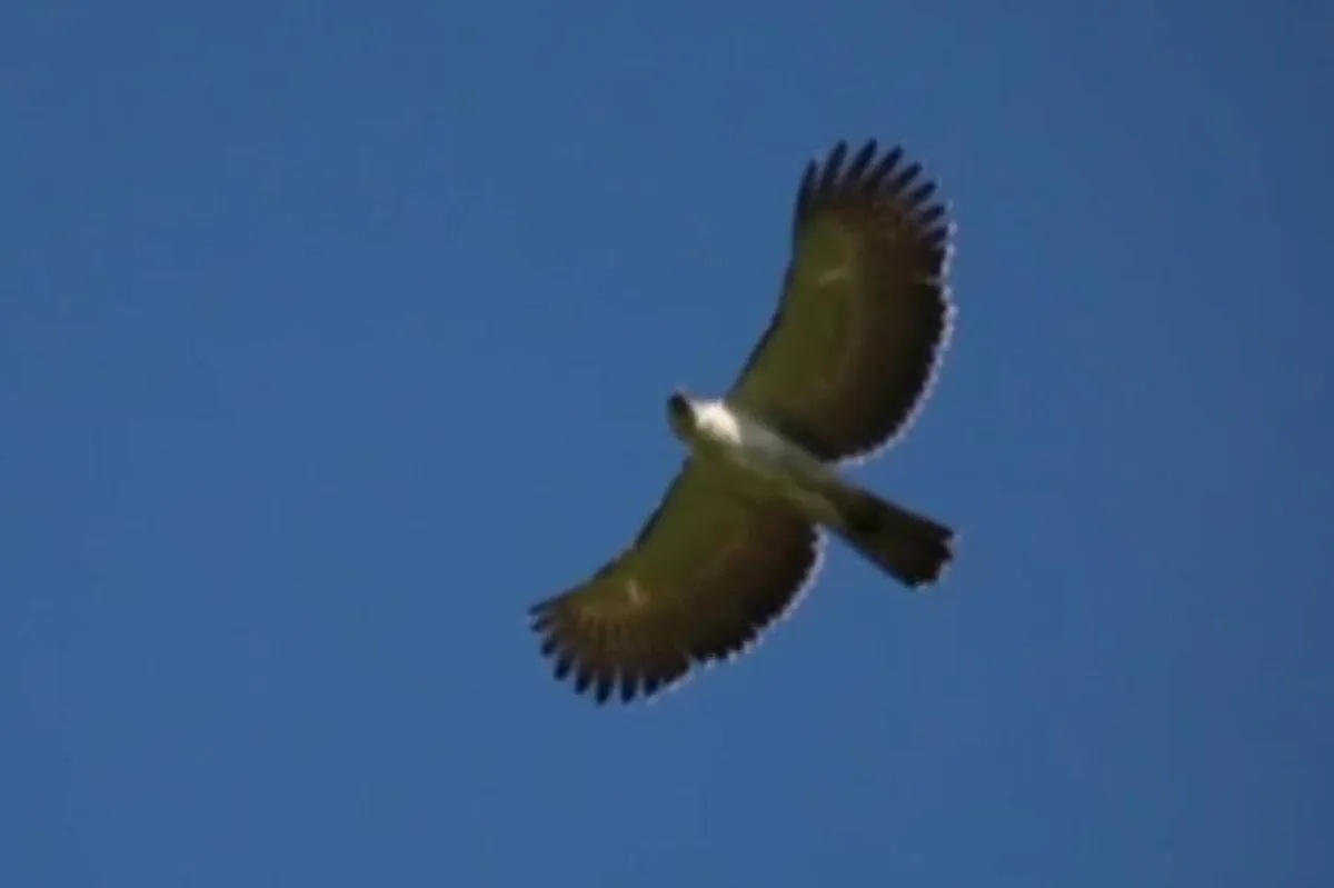 2 bagong pamilya ng Philippine eagle natuklasan | ABS-CBN News