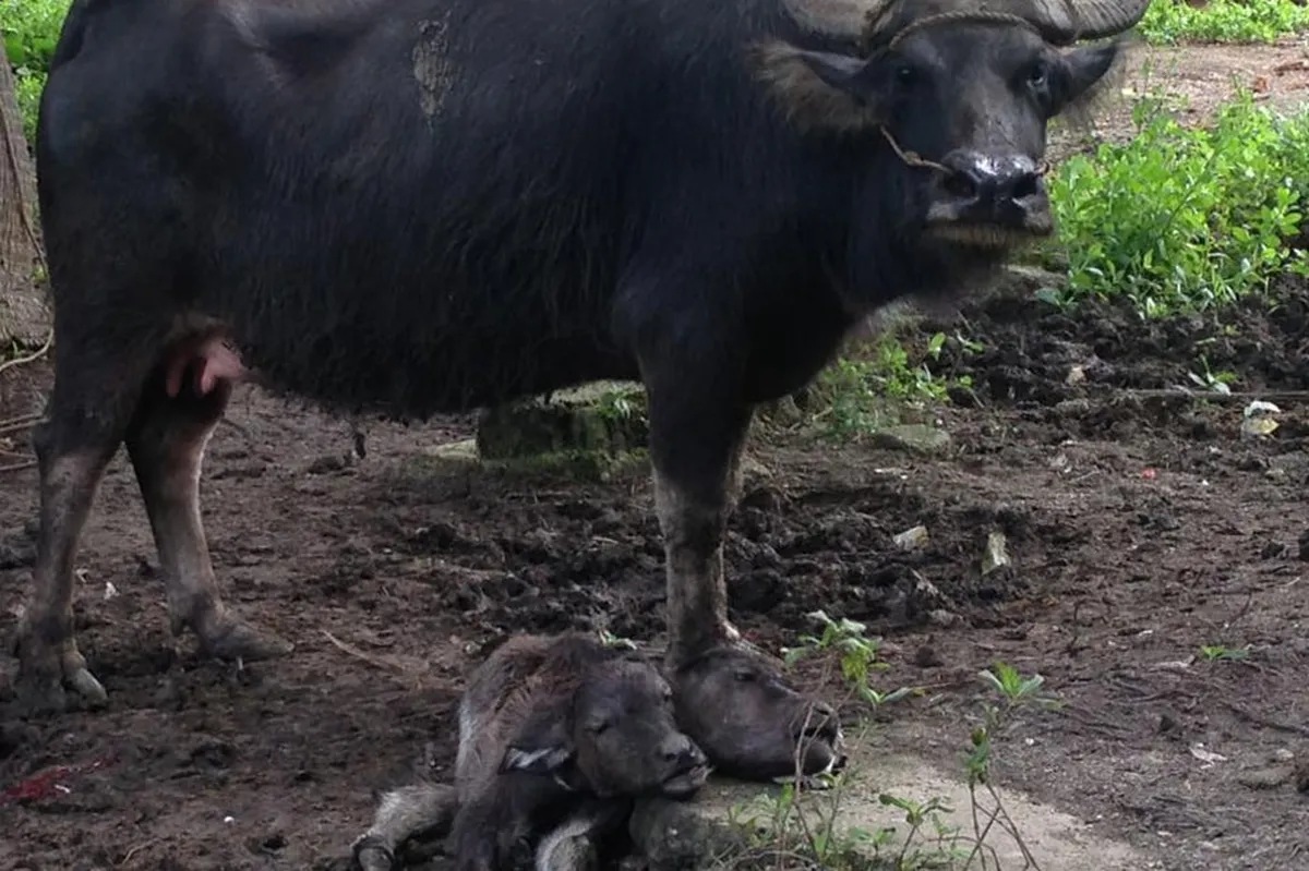 LOOK: Carabao gives birth to two-headed calf | ABS-CBN News