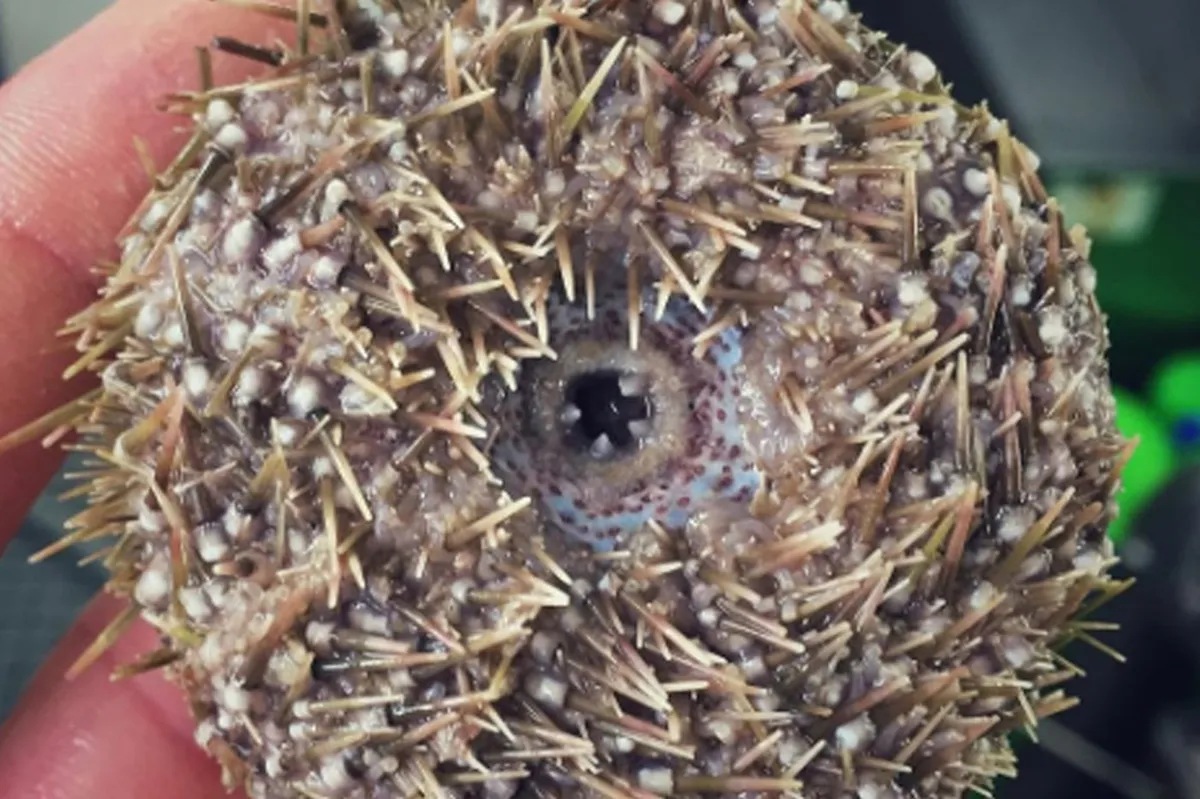 Russian fisherman encounters 'Alien'-type sea creatures — for real ...