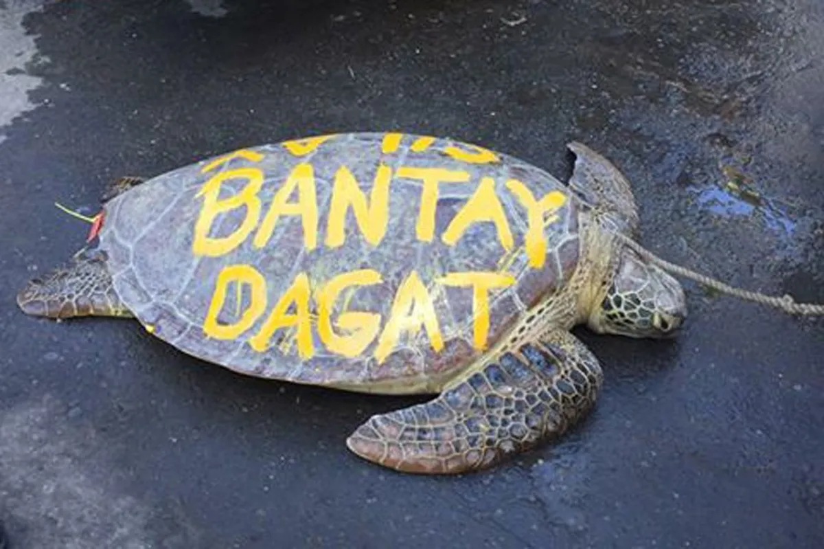 LOOK: Sea turtle's shell defaced in Negros Occidental | ABS-CBN News