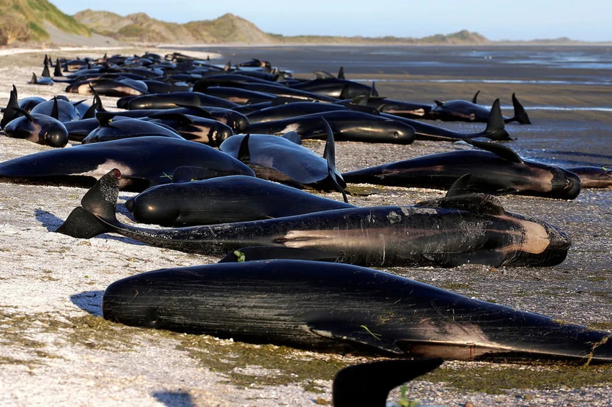 Fears of exploding whales as New Zealand clears carcasses | ABS-CBN