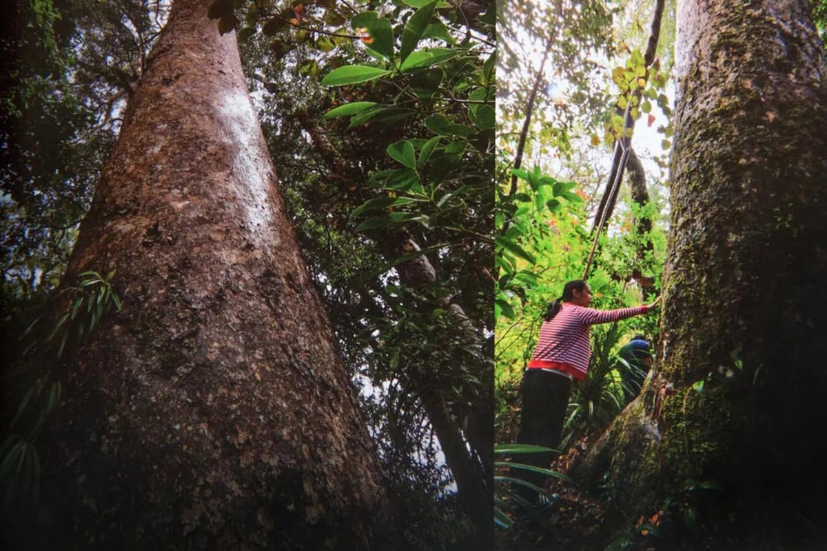 Green gold: EDC races to save endangered native trees | ABS-CBN