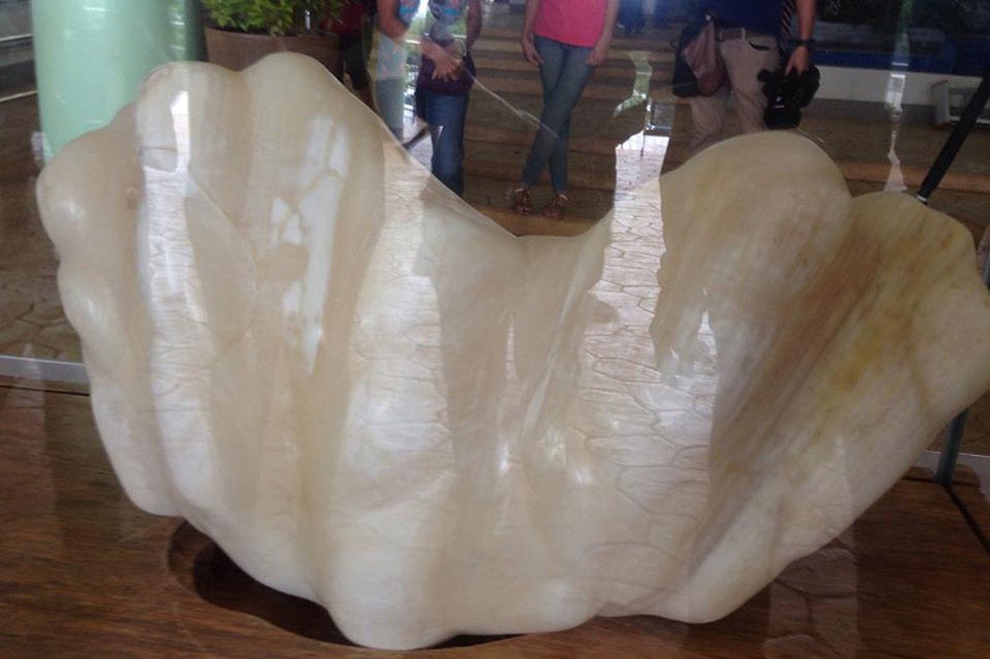 World s largest pearl emerges in Palawan ABS CBN News