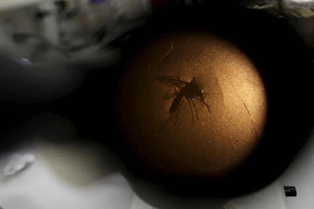 2.6 billion people in Zika risk areas in Africa, Asia: study | ABS-CBN