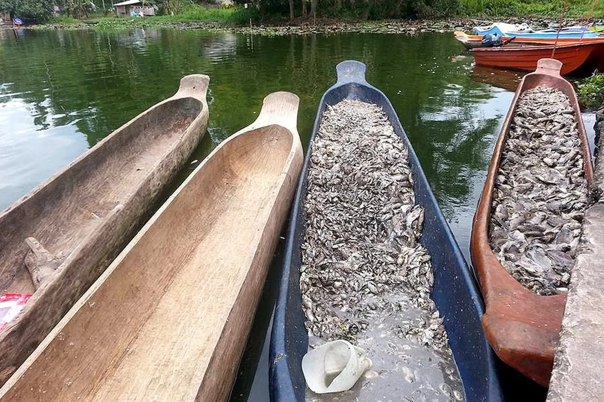Fish kill damage reaches P100-M in South Cotabato | ABS-CBN News