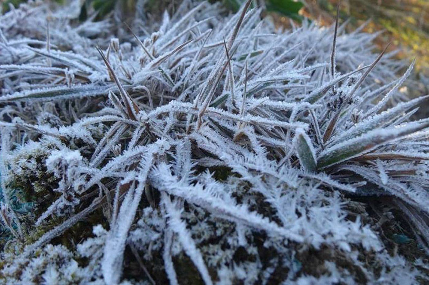 LOOK: Frost-covered vegetables in Benguet as temperature falls below 0 ...