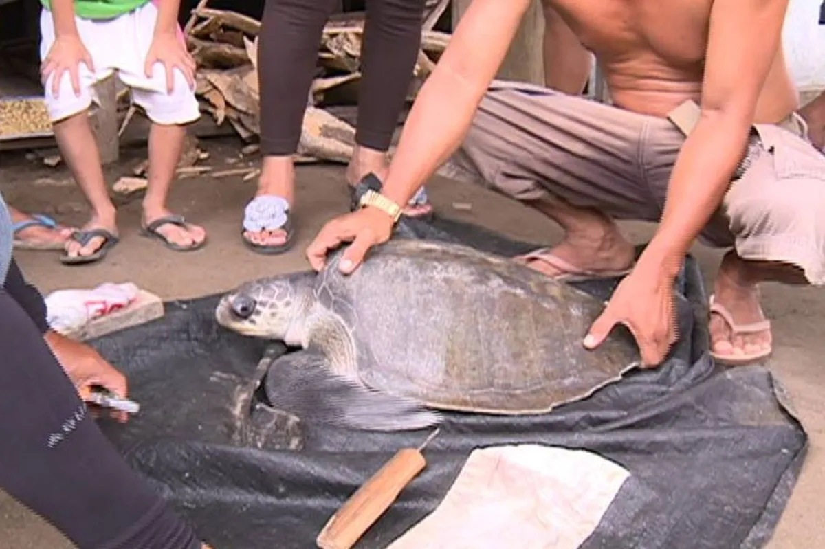 Wounded sea turtle rescued in Leyte | ABS-CBN News