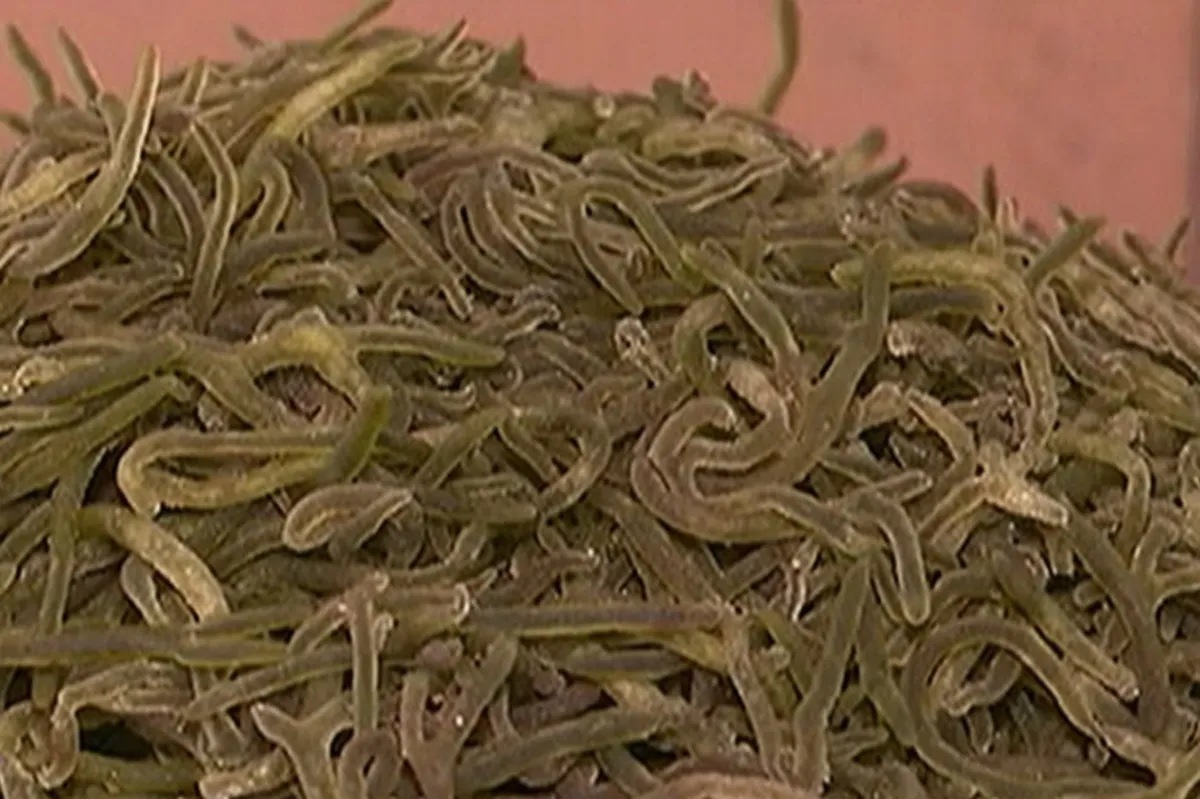 'Pukpuklo' seaweed, maaaring makatulong laban sa kanser | ABS-CBN Lifestyle