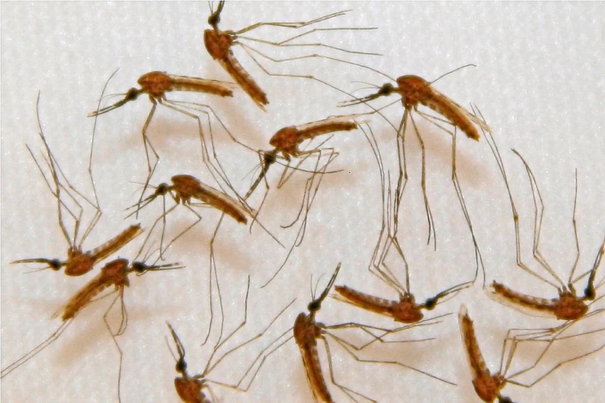 First drug-resistant malaria parasite detected in Africa | ABS-CBN