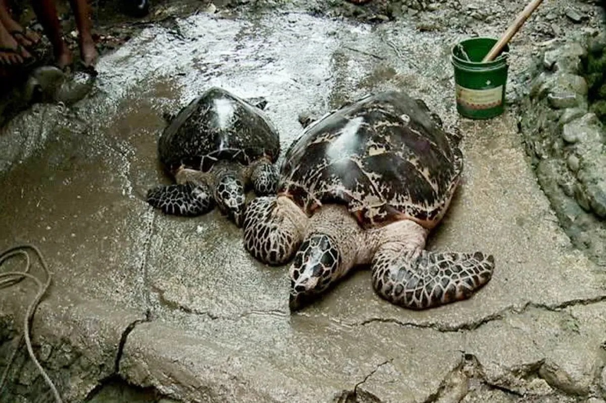 Rare sea turtles rescued in Palawan | ABS-CBN Lifestyle