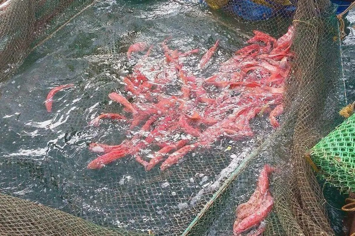 Hundreds of live fish seized in Coron | ABS-CBN News