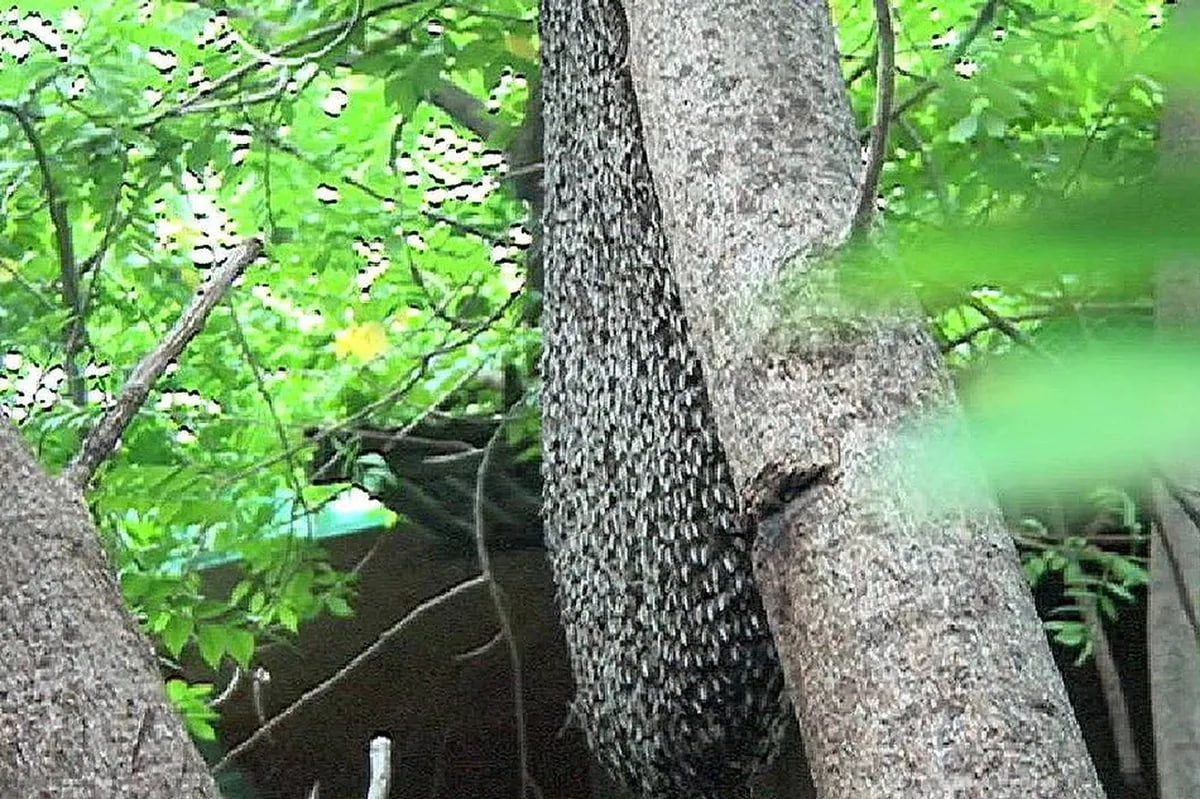 Man finds giant 'killer bee' nest outside house | ABS-CBN News