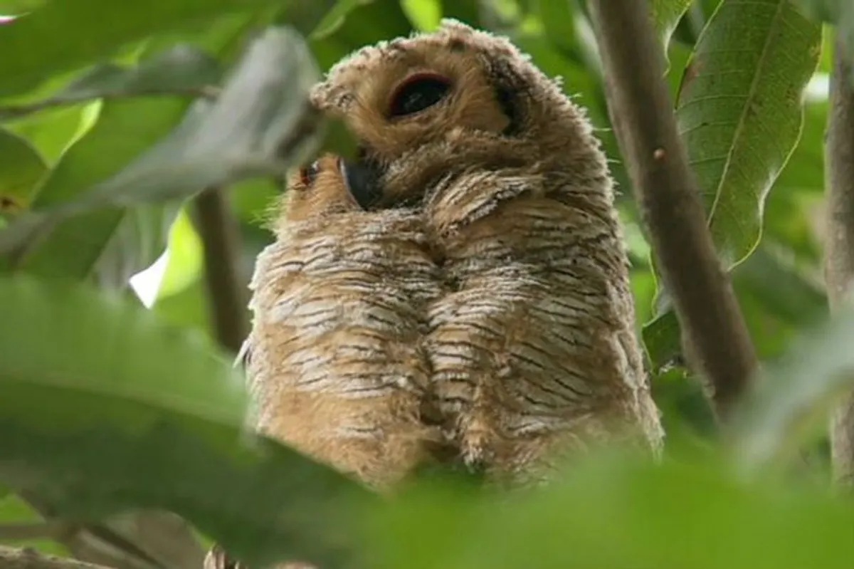 LOOK: Rare owl rescued in Palawan school | ABS-CBN News
