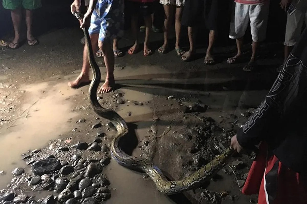 LOOK: 10-foot long python caught in Davao | ABS-CBN News