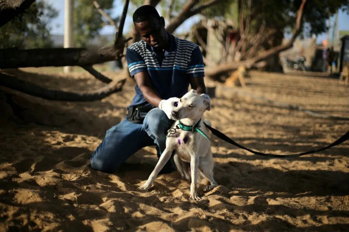 Palestinian Doctor Dolittle cares for Gaza's stray dogs | ABS-CBN