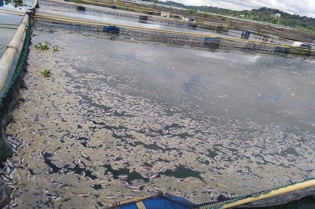 6 tons of tilapia die in South Cotabato fish kill | ABS-CBN News