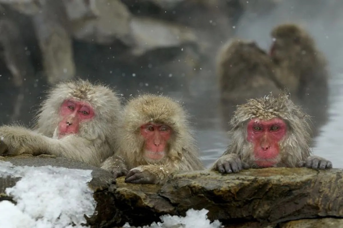 Japan zoo culls 57 monkeys carrying 'invasive' genes | ABS-CBN