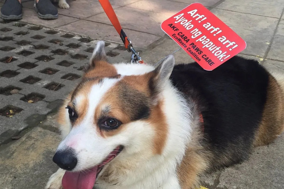 Be kind to animals: Pet owners campaign vs firecracker use | ABS-CBN News