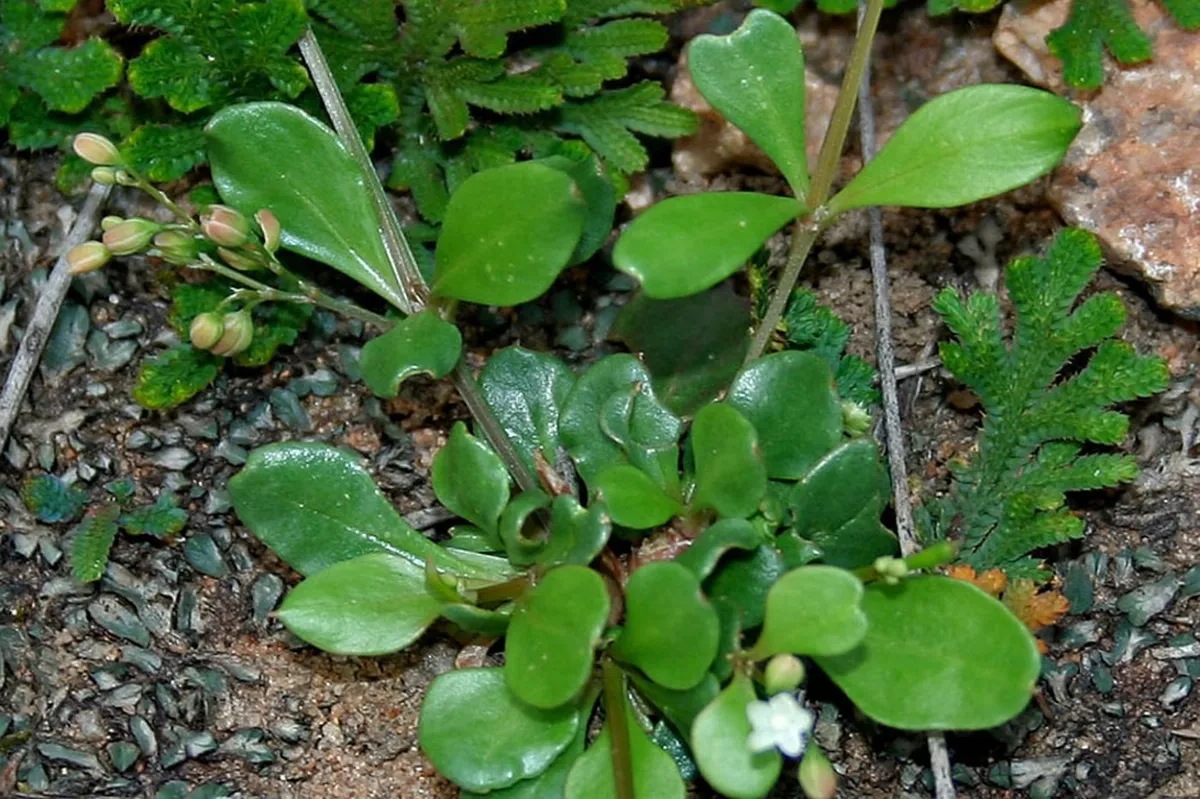 Hunt on for 'life-saving' mythical plant | ABS-CBN News