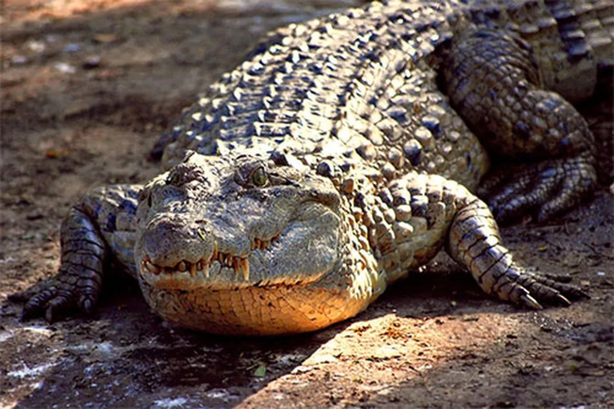 Croc bites off woman's arm in Australia | ABS-CBN News