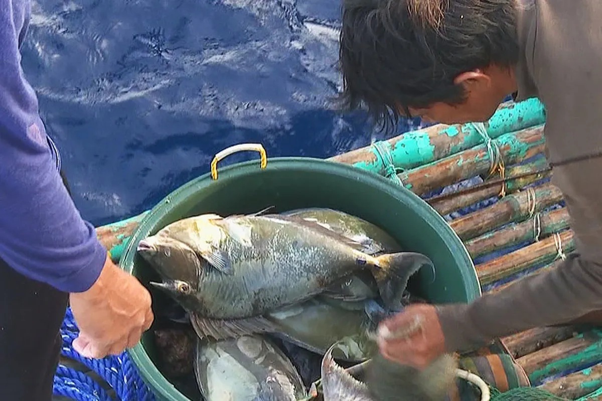 Presyo ng isda, hindi tumaas dahil mababa ang demand | ABS-CBN News