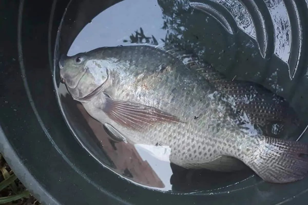 PRRC nagbabala vs pagkain ng mga isda mula Ilog Pasig | ABS-CBN News