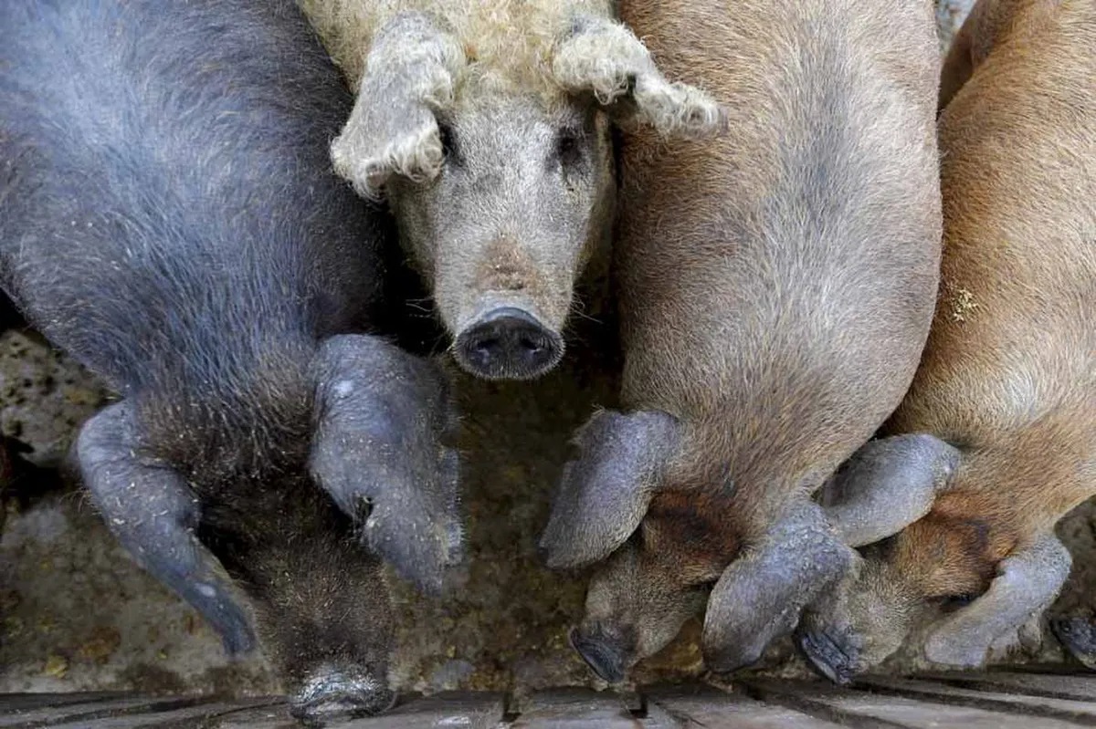 Pig heads, blood on Austrian mosque | ABS-CBN News