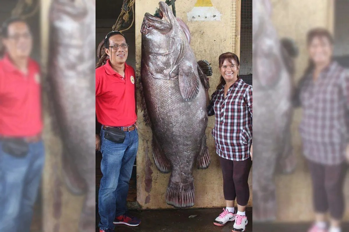 LOOK: Gigantic fish caught in Masbate | ABS-CBN News