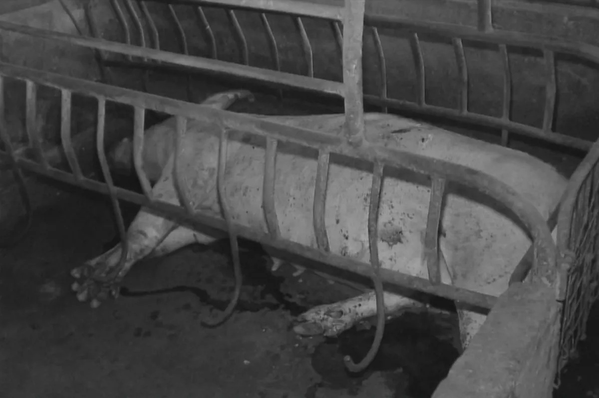 DA orders culling of pigs amid abnormal rise in hog deaths | ABS-CBN News