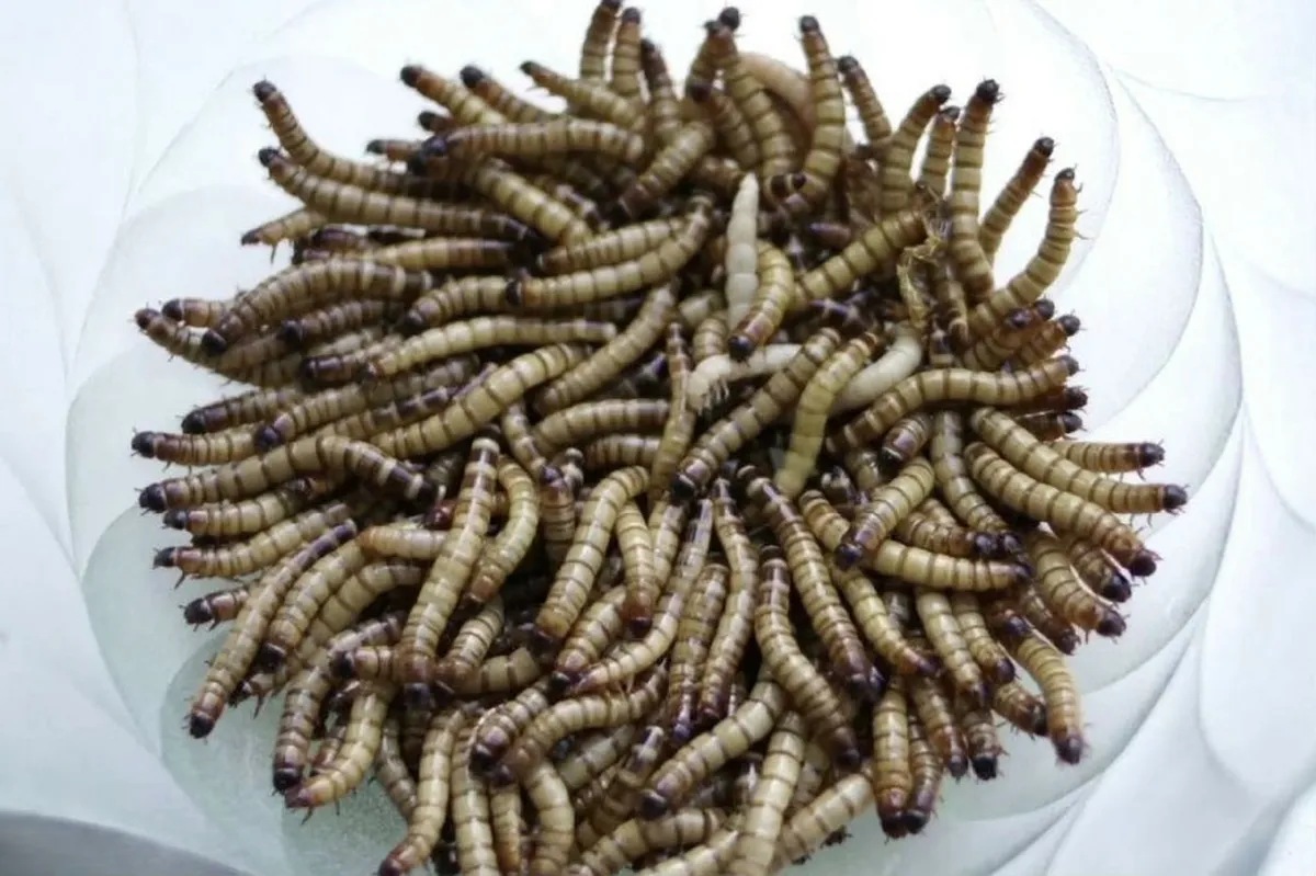 My Puhunan: Chichaworm at Calamay ng Bohol | ABS-CBN News