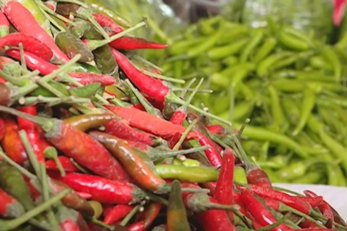 Presyo ng sili sa Bicol, pumalo na sa P400/kilo | ABS-CBN News