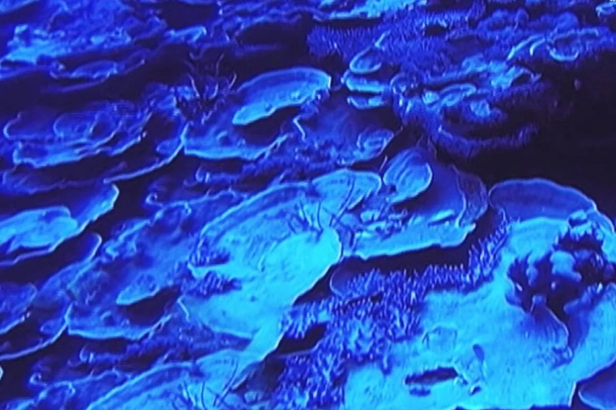 Benham Rise: The Philippines' underwater treasure | ABS-CBN