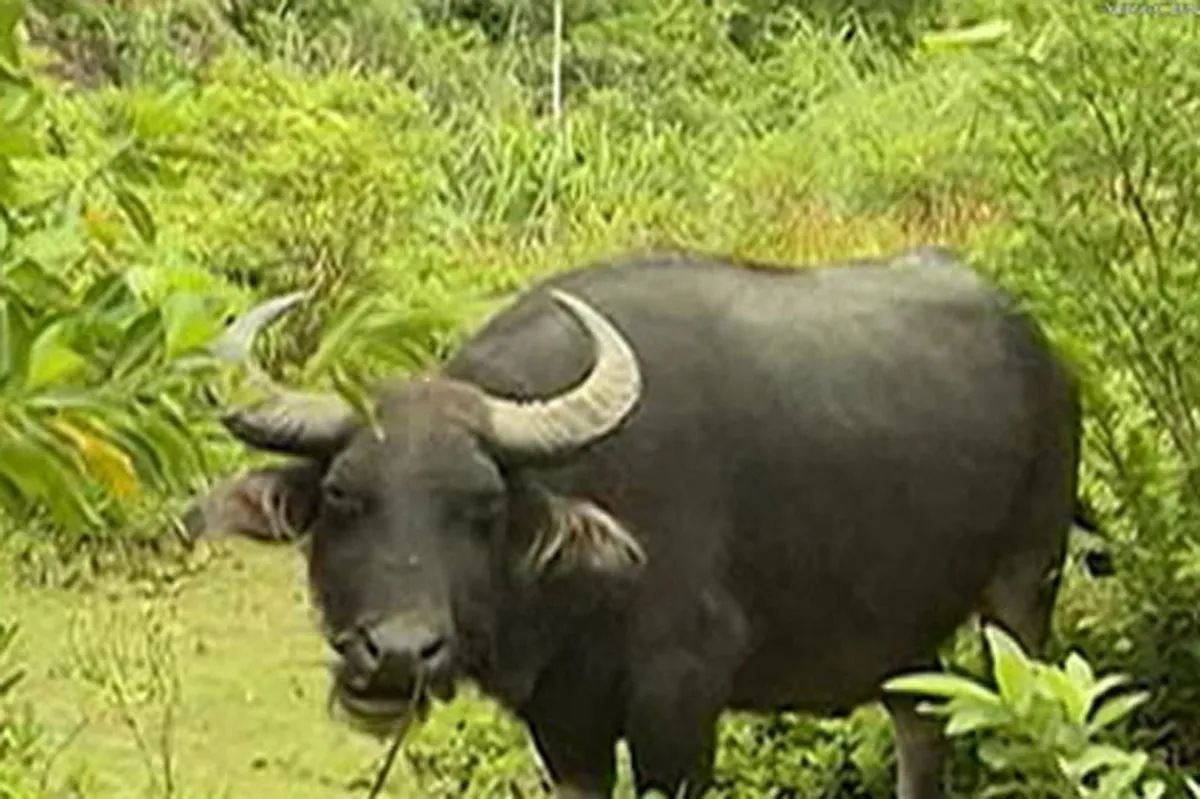 Batang babae sinuwag ng kalabaw, patay | ABS-CBN News Batang babae sinuwag ng kalabaw, patay | ABS-CBN News