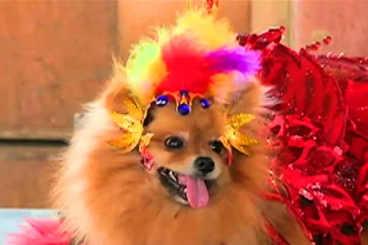 Mga aso, rumampa sa Paw-shionista Festival | ABS-CBN