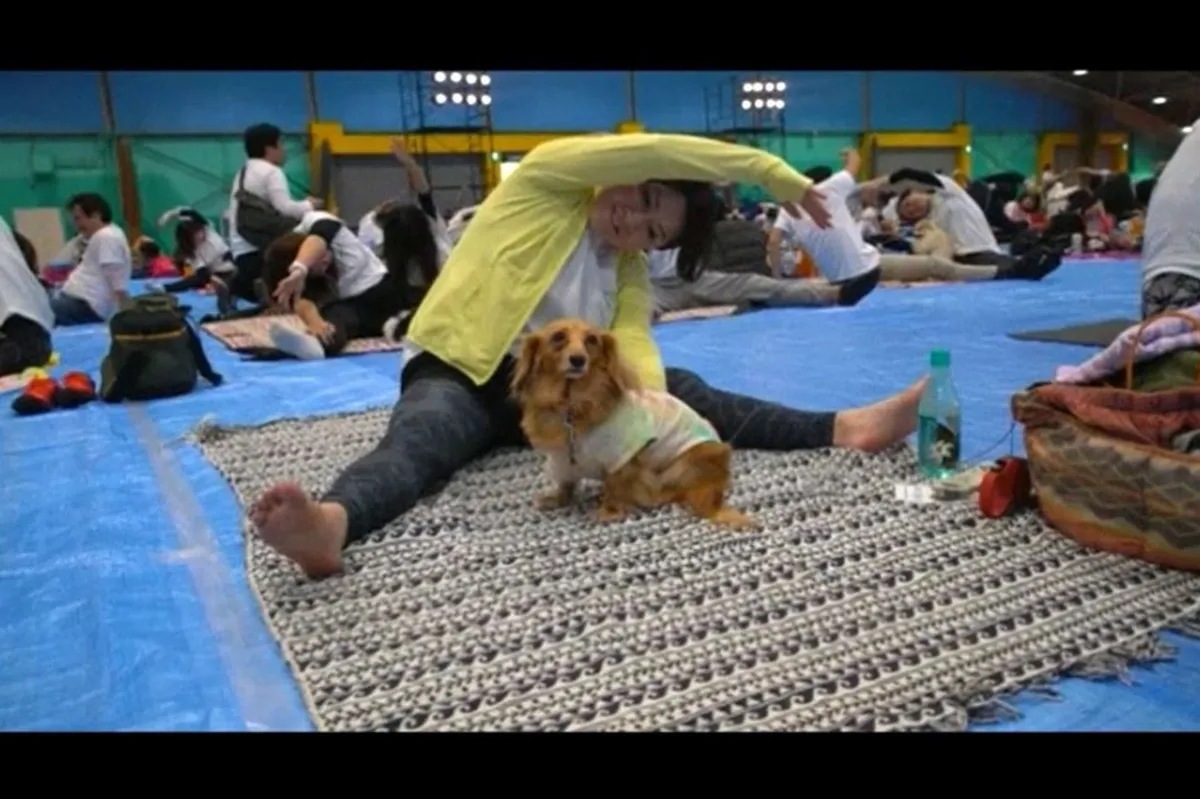 Pet owners at alagang aso, nag-bonding sa dog yoga | ABS-CBN News