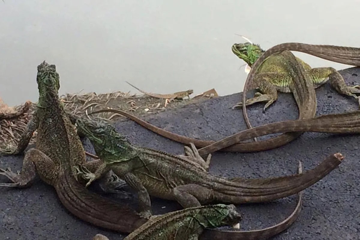 PANOORIN: Sailfin lizards atraksyon sa Misamis | ABS-CBN News