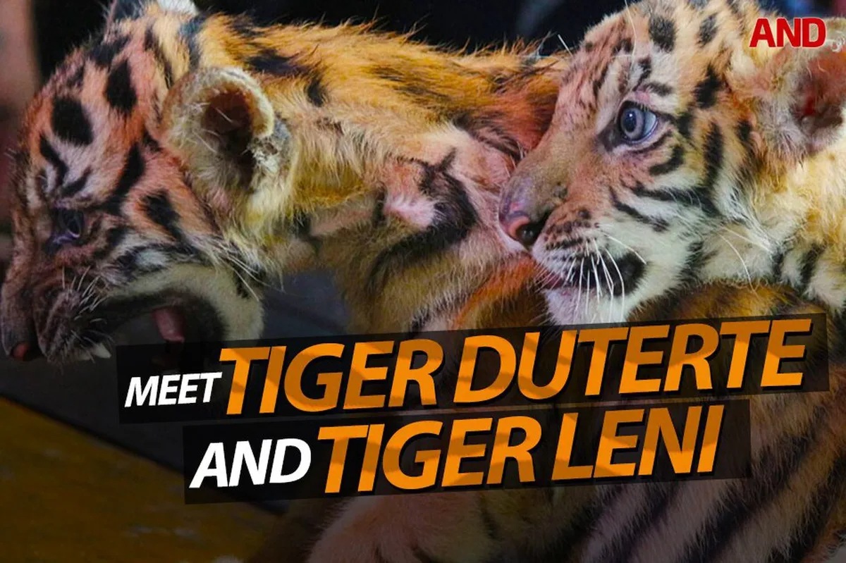 Meet Tiger Leni and Tiger Duterte | ABS-CBN News