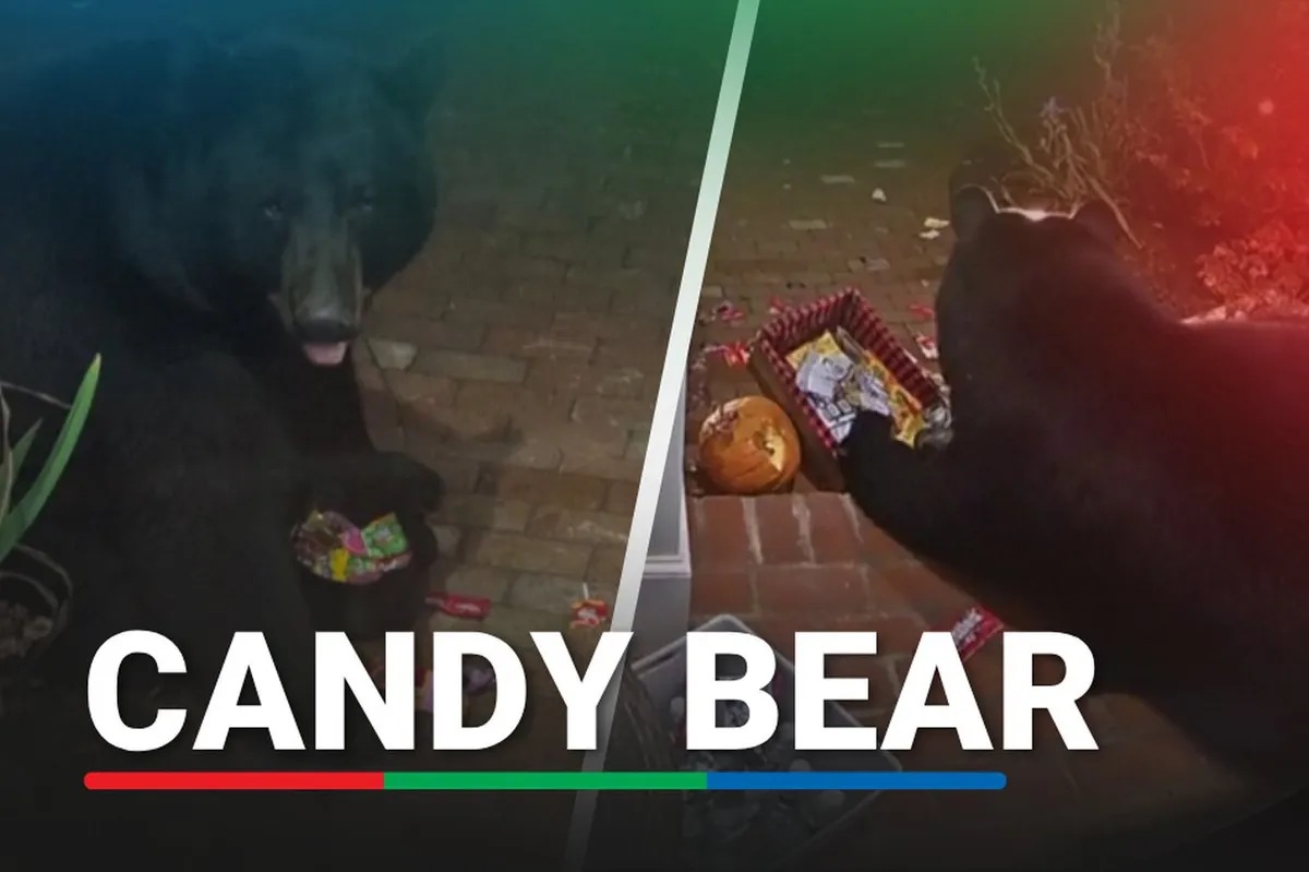 Black Bear makes sweet escape with candies | ABS-CBN News