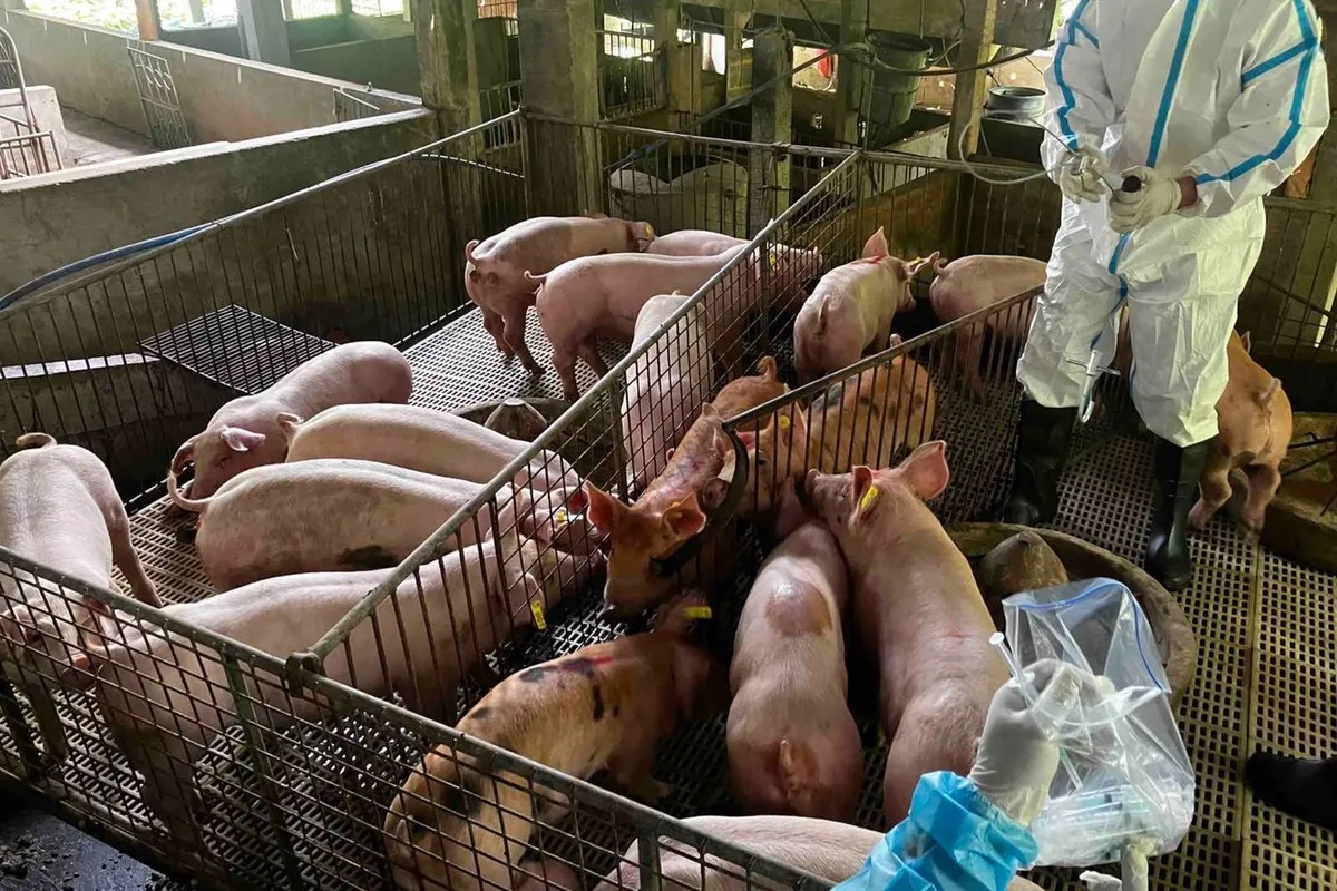 DA expects approval of ASF vaccine for commercial use by yearend | ABS ...