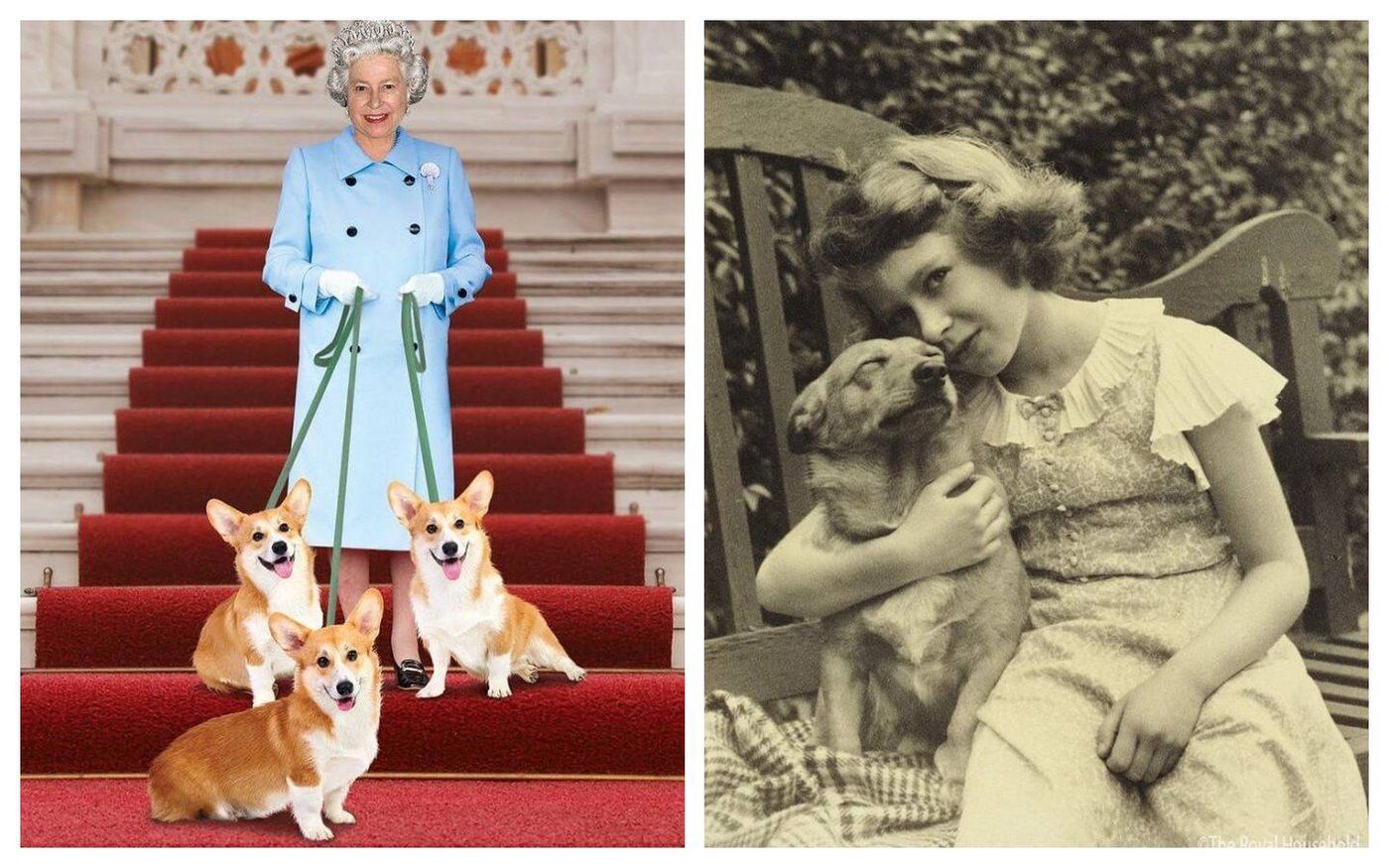 10 Must-Knows About The Queen’s Favorite Corgi Dogs | ABS-CBN Lifestyle