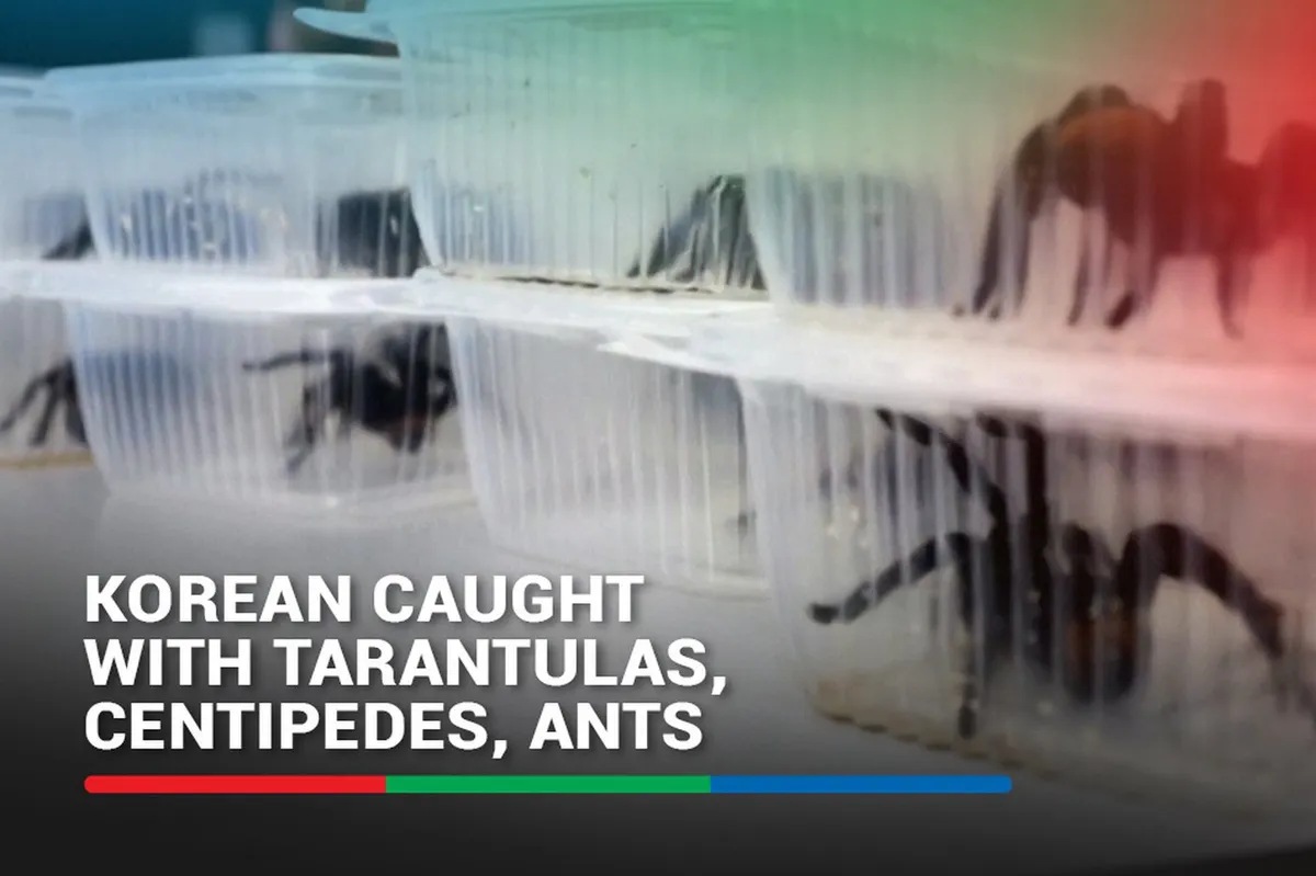 Korean caught with 320 tarantulas, 110 centipedes in airport | ABS-CBN News